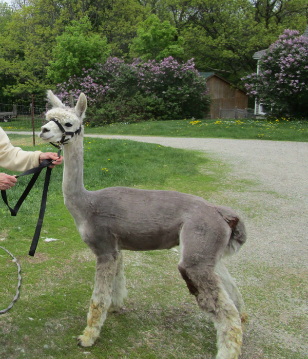 Alpaca Breeder Alpaca Fiber yarn fleece | Foss Mountain Farm